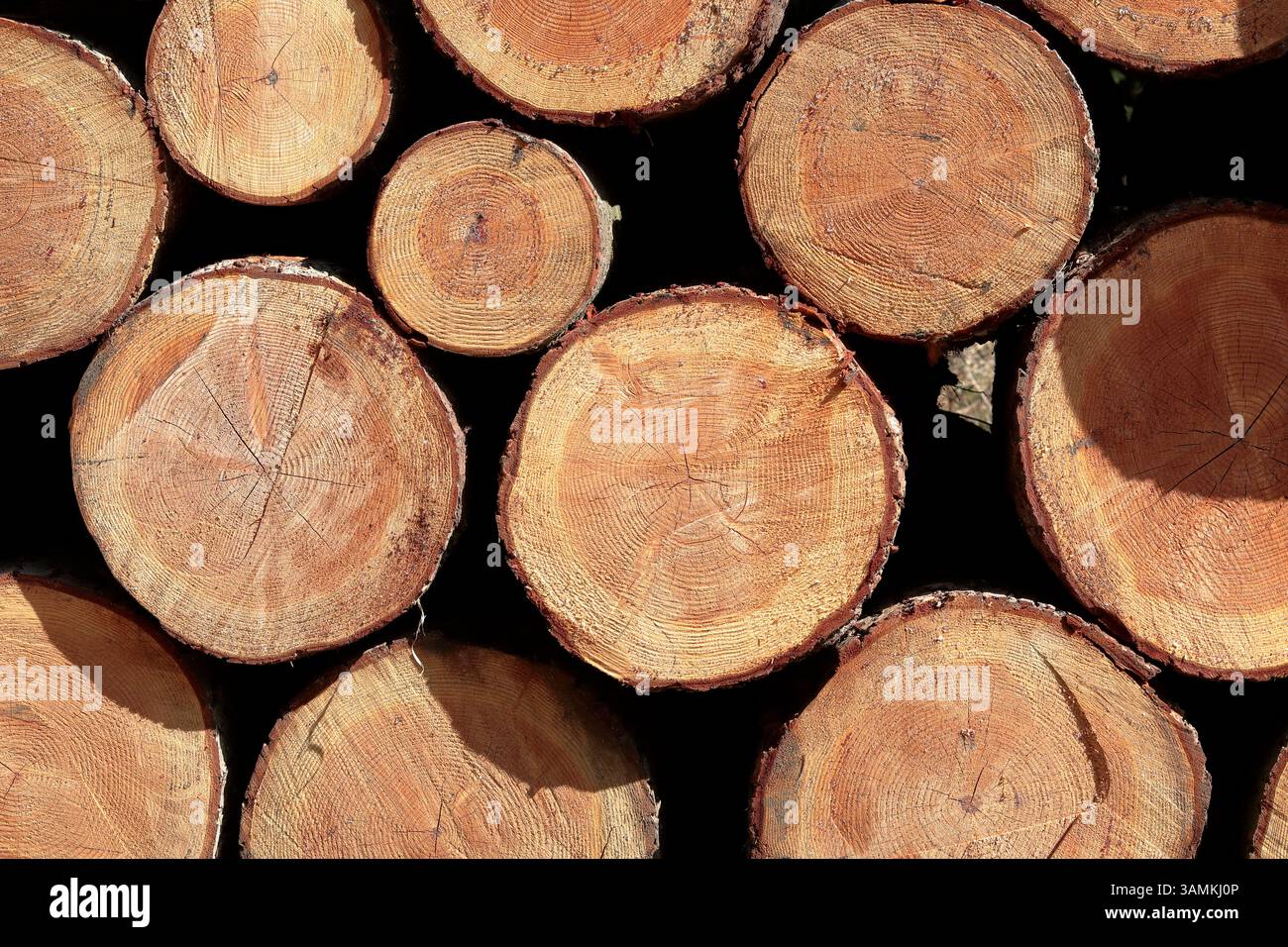 A pile of felled pine logs showing the tree rings Stock Photo - Alamy