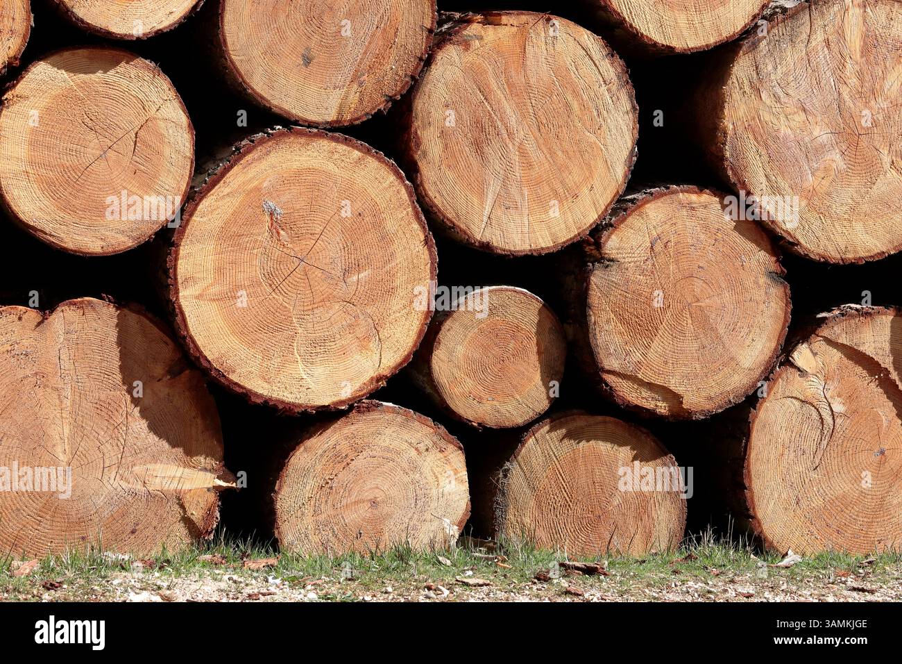 A pile of felled pine logs showing the tree rings Stock Photo - Alamy