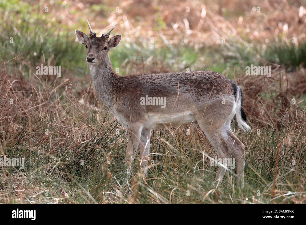 A young male fallow deer (dama dama) with small antlers, standing in ...