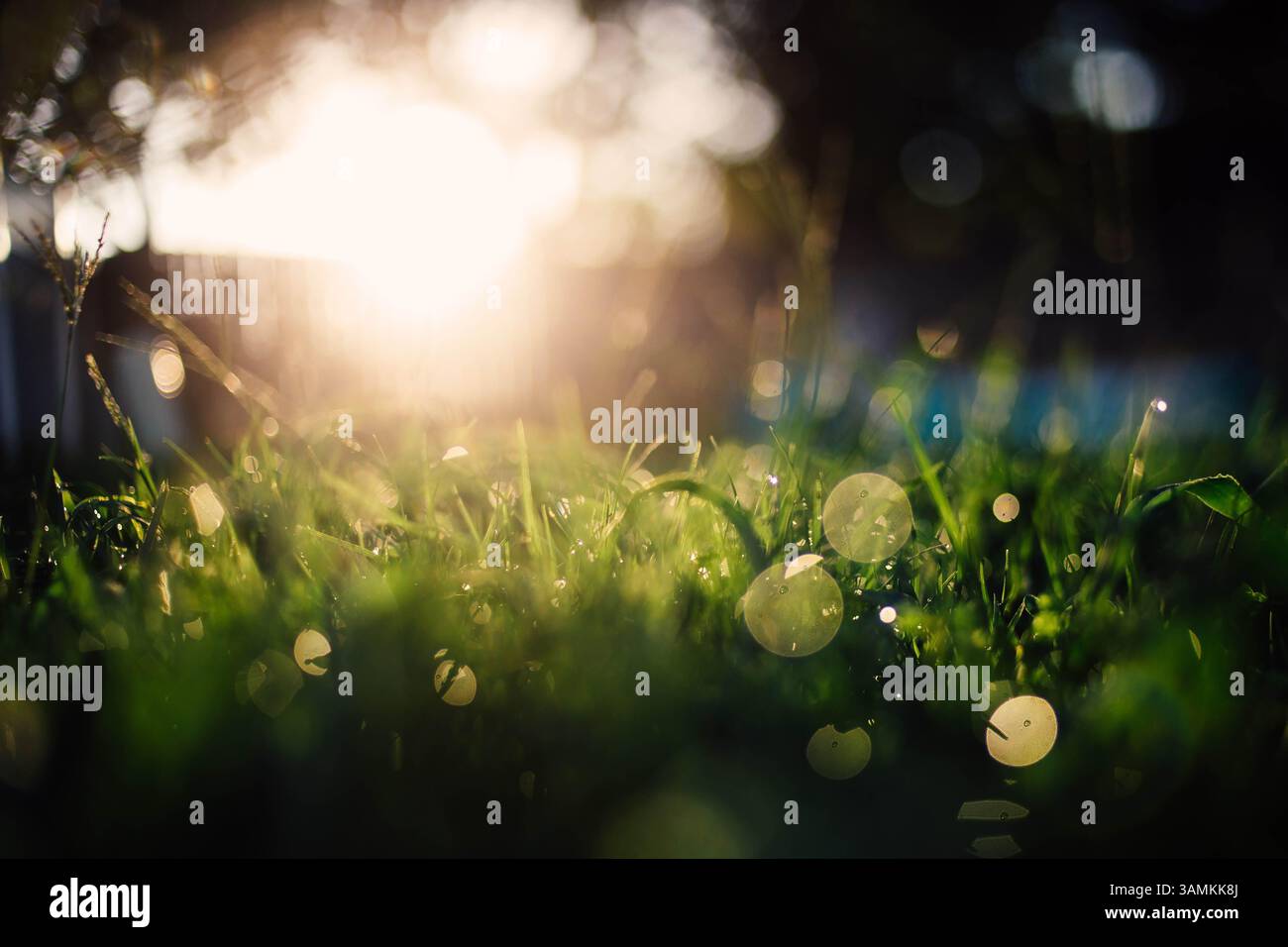Water droplets on grass lit up by golden sun Stock Photo - Alamy