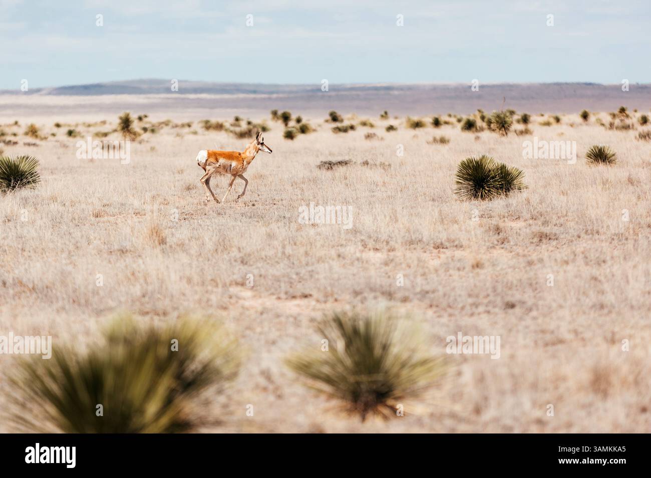 Pronghorn antelope running in Texas desert landscape, side view Stock ...