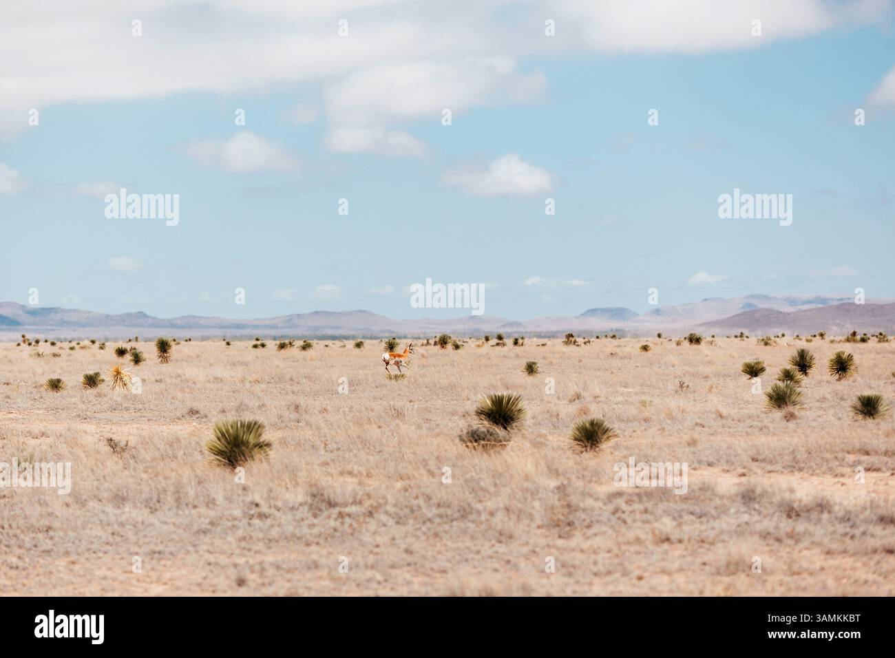 Pronghorn antelope running through open Texas desert landscape Stock ...