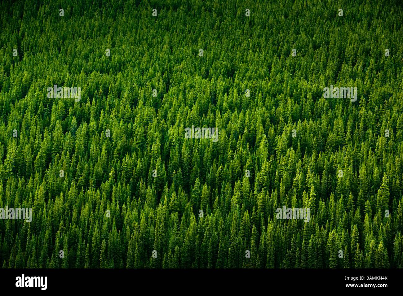 Canadian woods green trees hi-res stock photography and images - Alamy