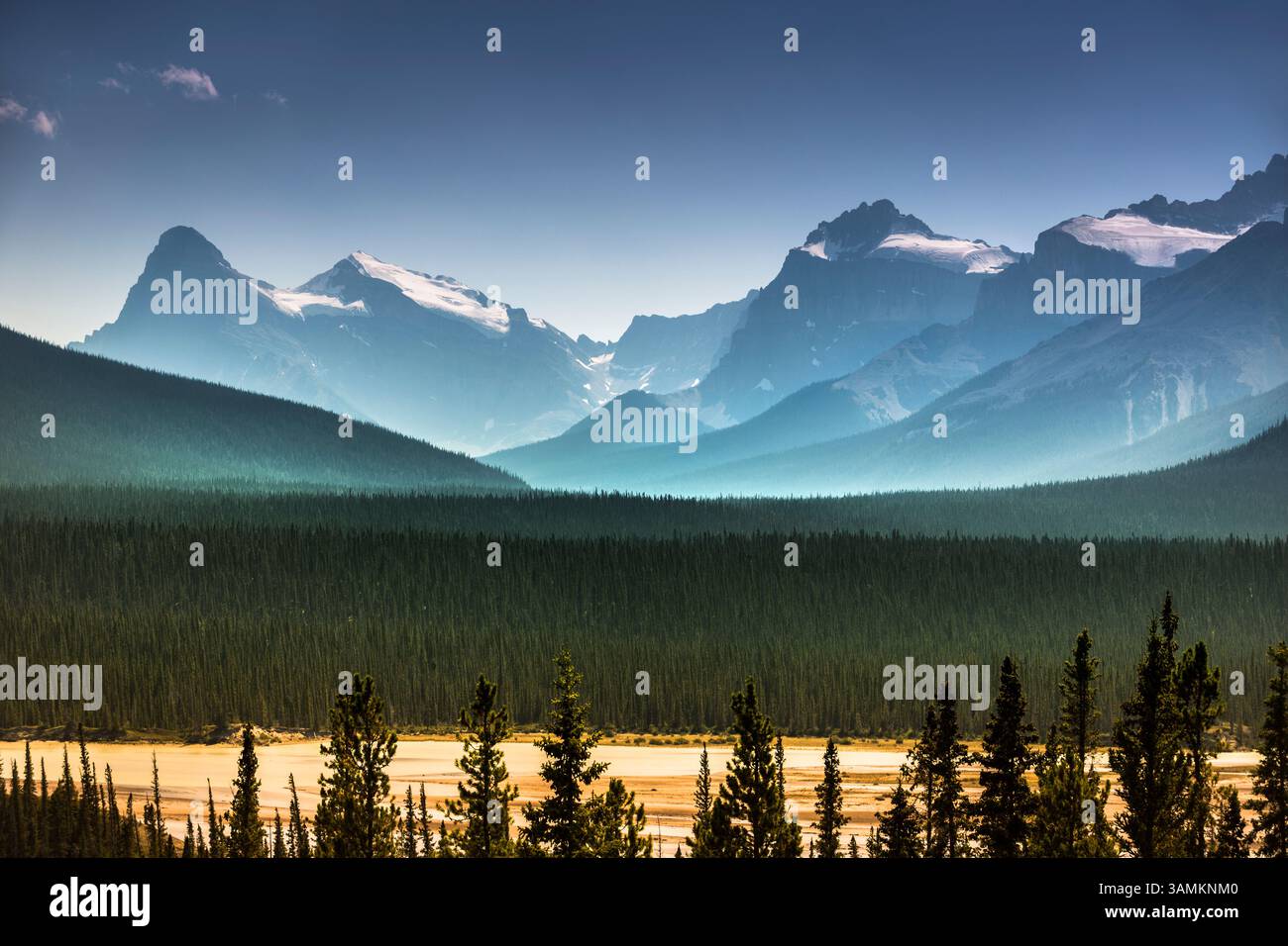 Rocky Mountain Valley Forest in Banff National Park Alberta Canada ...