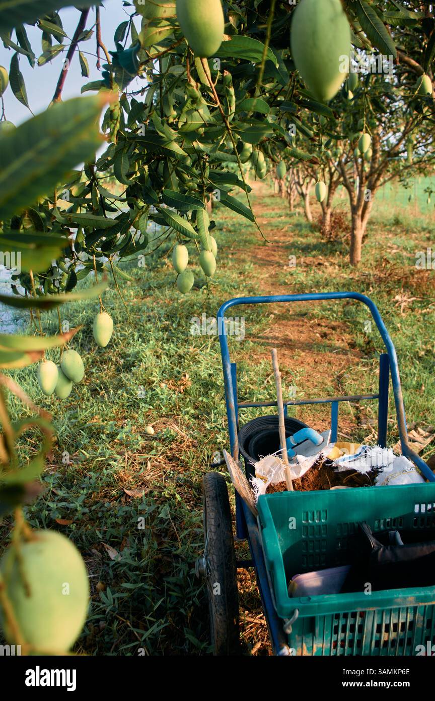 Traditional Farming – A Mango Orchard at Sunrise Stock Photo - Alamy