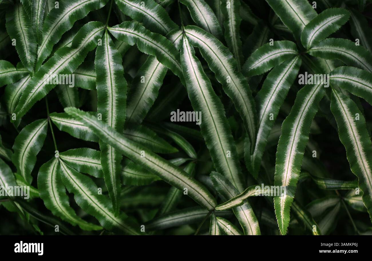 Earthy leaf patterns hi-res stock photography and images - Alamy