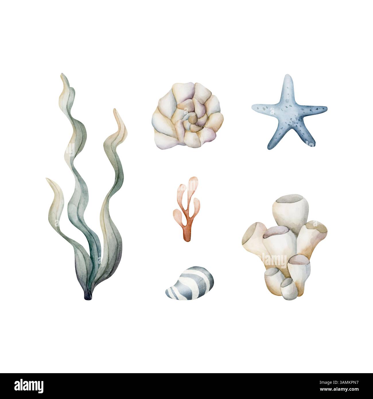 Seaweed Algae Sea Coral Sponge Starfish Shell Pebble. Cute ocean ...