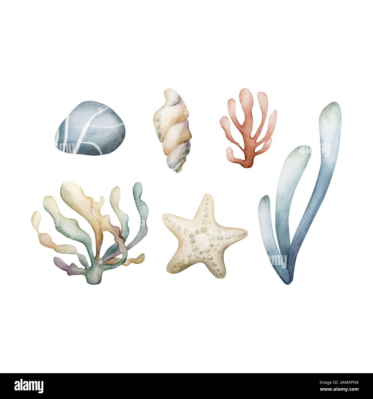 Seaweed Algae Sea Coral Sponge Starfish Shell Pebble. Cute ocean ...