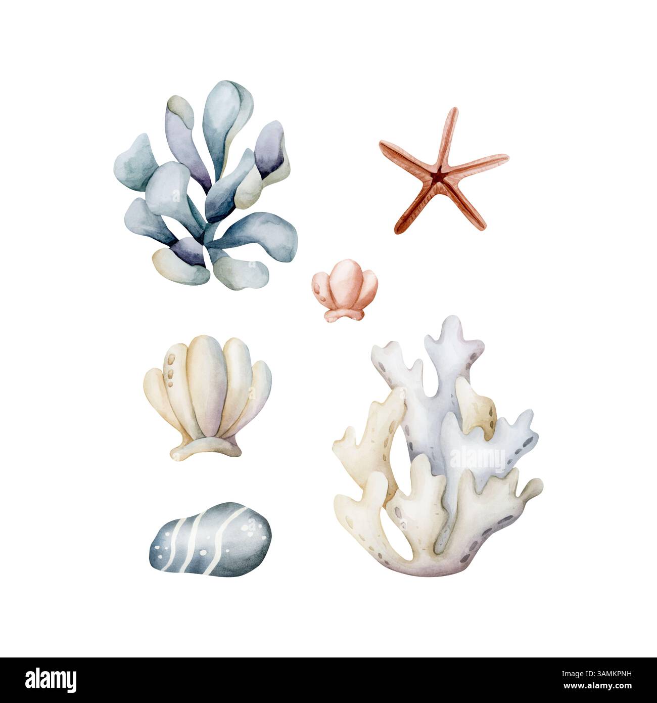 Seaweed Algae Sea Coral Sponge Starfish Shell Pebble. Cute ocean ...