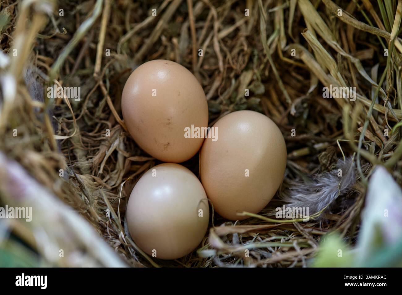Organic eggs in straw hi-res stock photography and images - Alamy
