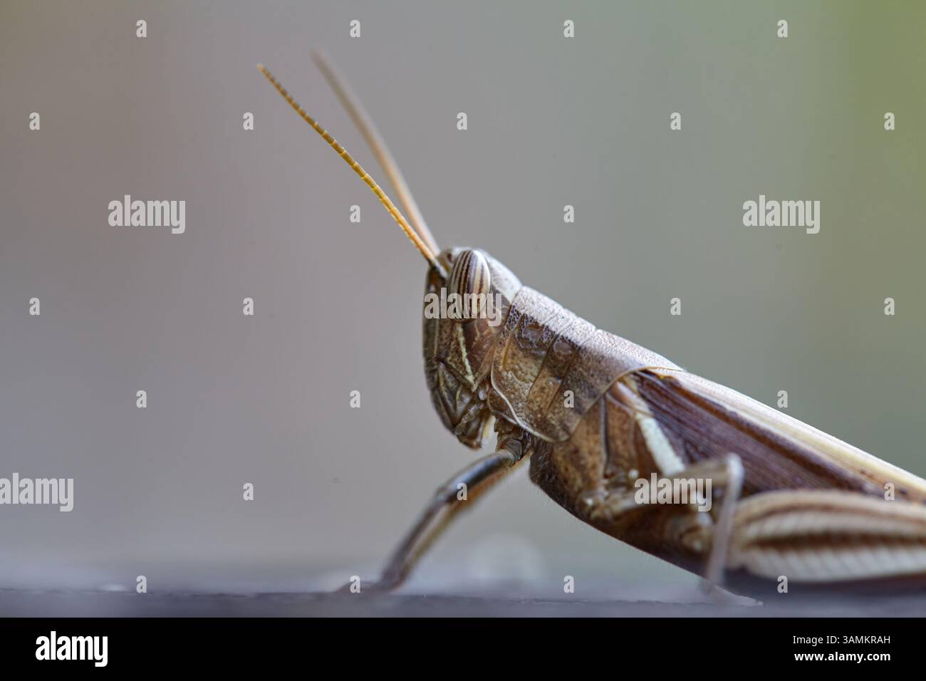 Grasshopper on leg in hi-res stock photography and images - Alamy