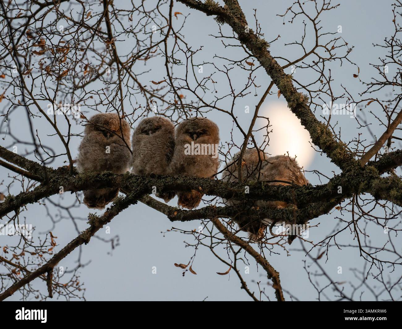 Five Tawny Owl Owlets Sitting On Branch Stock Photo - Alamy