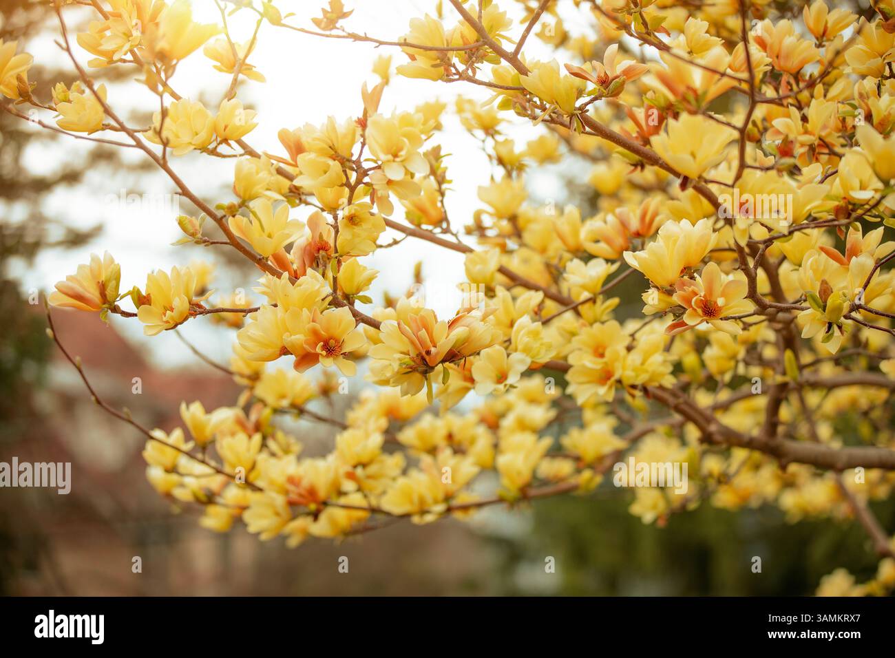 Yellow magnolia hi-res stock photography and images - Alamy