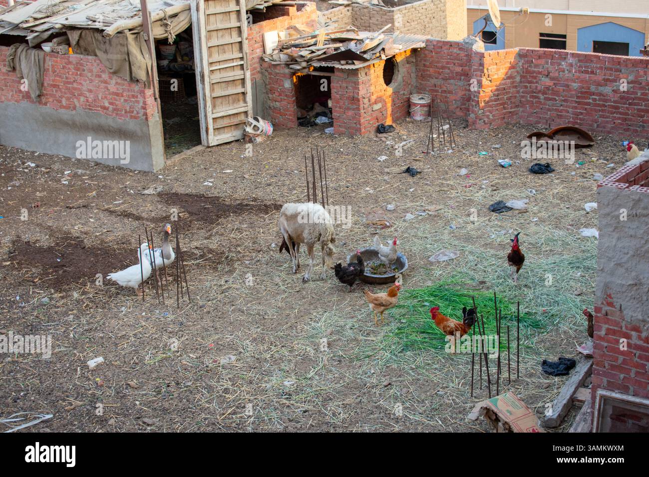17.10.24 Giza, Egypt: Aerial view on buildings in slums, poor district ...
