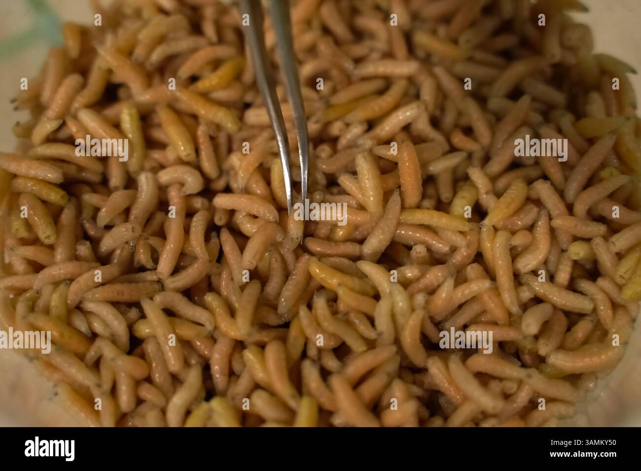 Fly larvae. TEEMING FLY LARVAE for experiments Stock Photo - Alamy