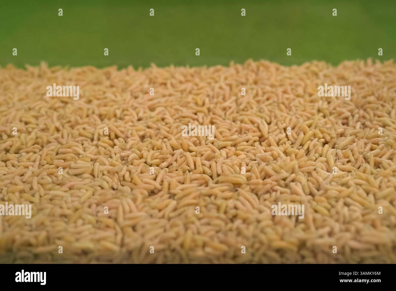 Fly larvae. TEEMING FLY LARVAE for experiments Stock Photo - Alamy