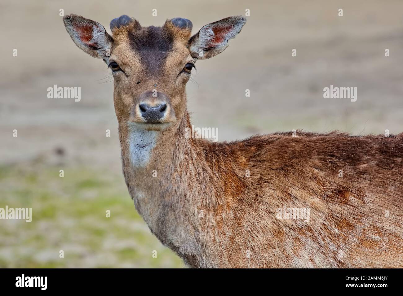 In Waterleidingduinen, the Netherlands, a majestic deer with grand ...