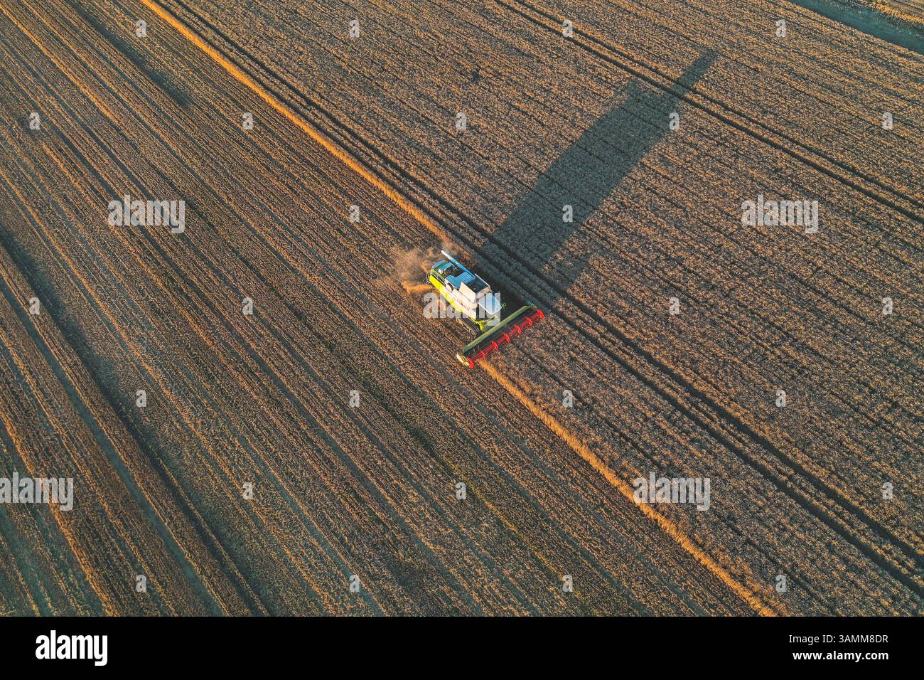 Aerial view of grain harvesting by reaper in large field in Belgium ...