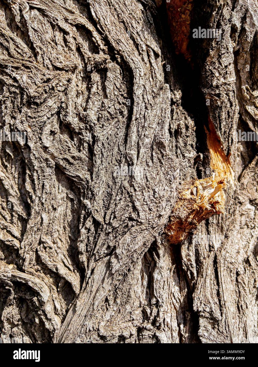 Dry tree bark texture as background Stock Photo - Alamy