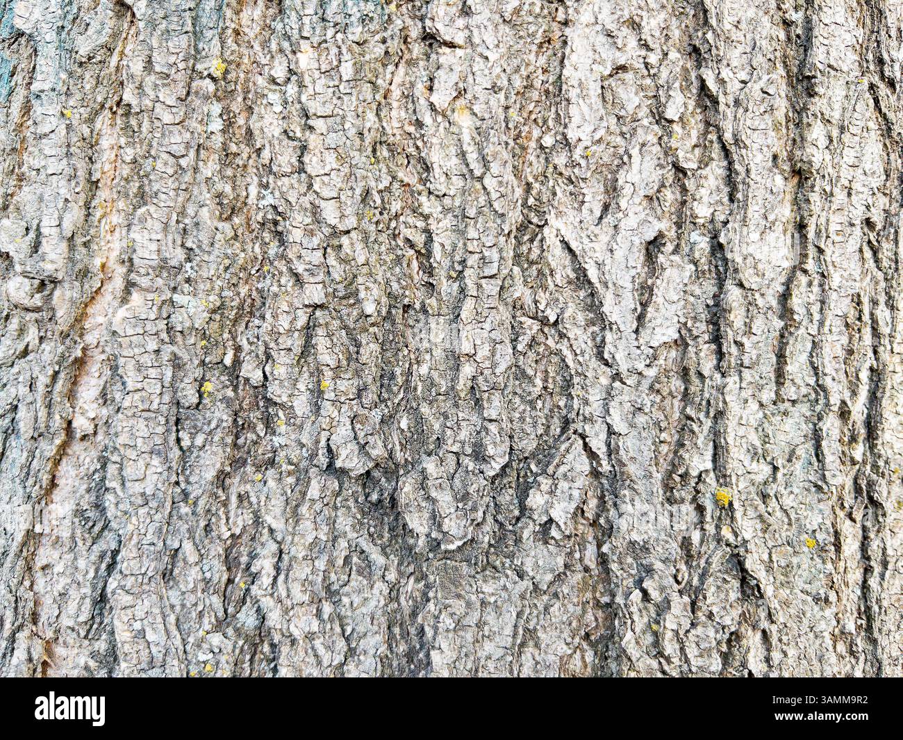 Dry tree bark texture as background Stock Photo - Alamy