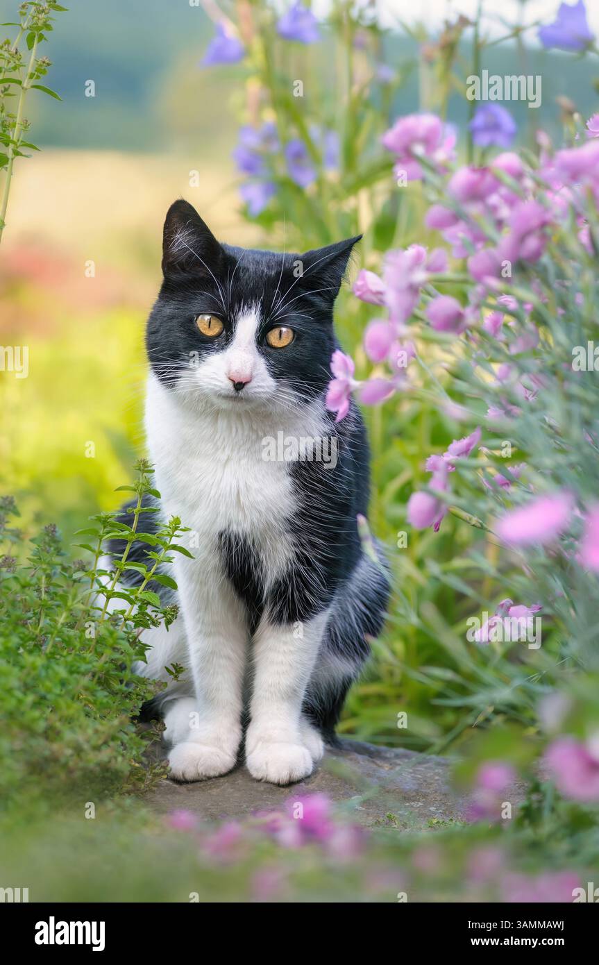 A charming cat, European Shorthair, tuxedo pattern black and white ...
