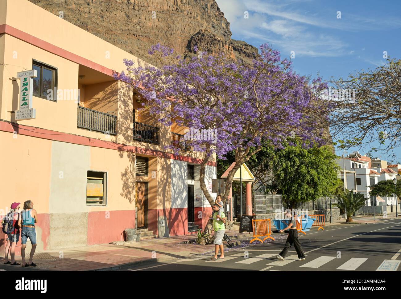 Blühender Palisanderholzbaum (Jacaranda mimosifolia), Valle Gran Rey ...