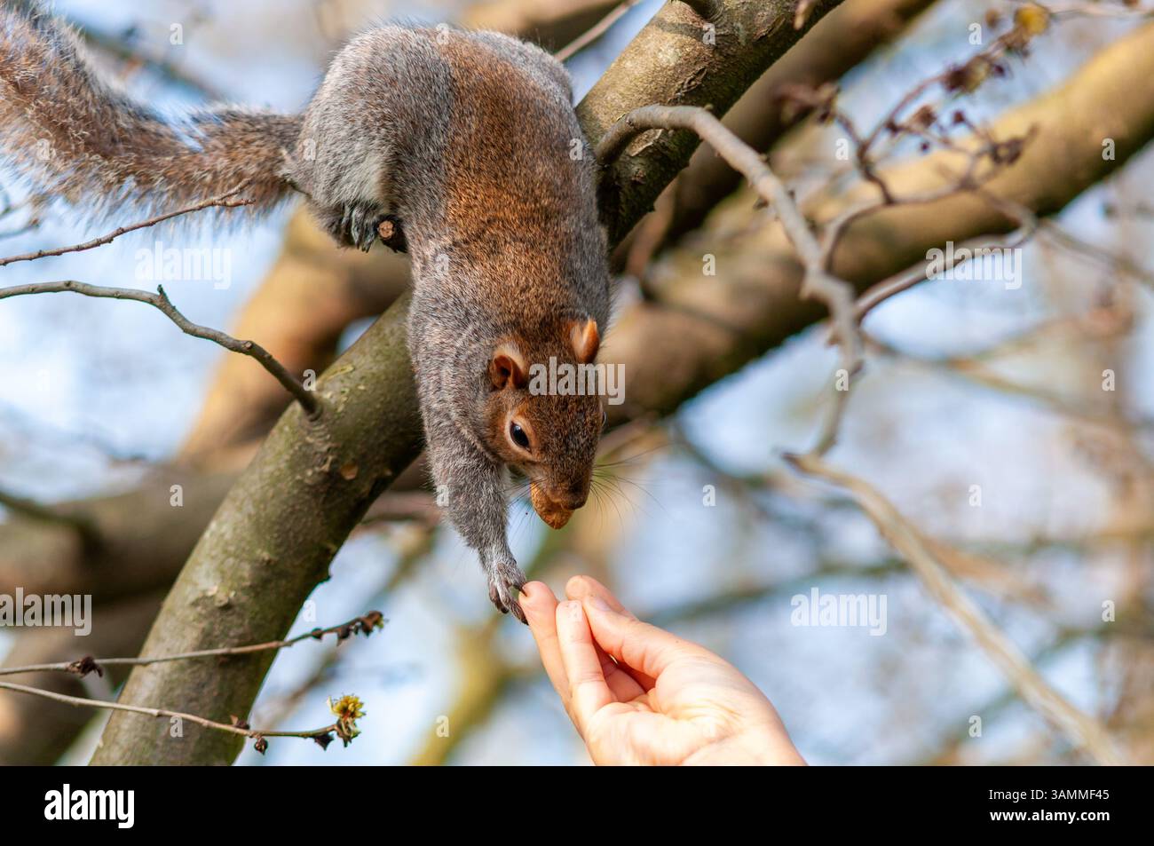 Eastern gray squirrel reaching out to human hand from tree branch in ...
