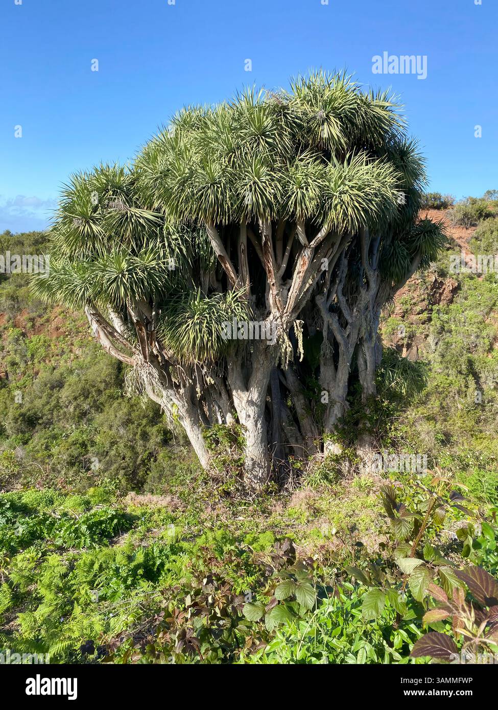 Kanarischer Drachenbaum bei La Tosca, La Palma, Spanien Stock Photo - Alamy