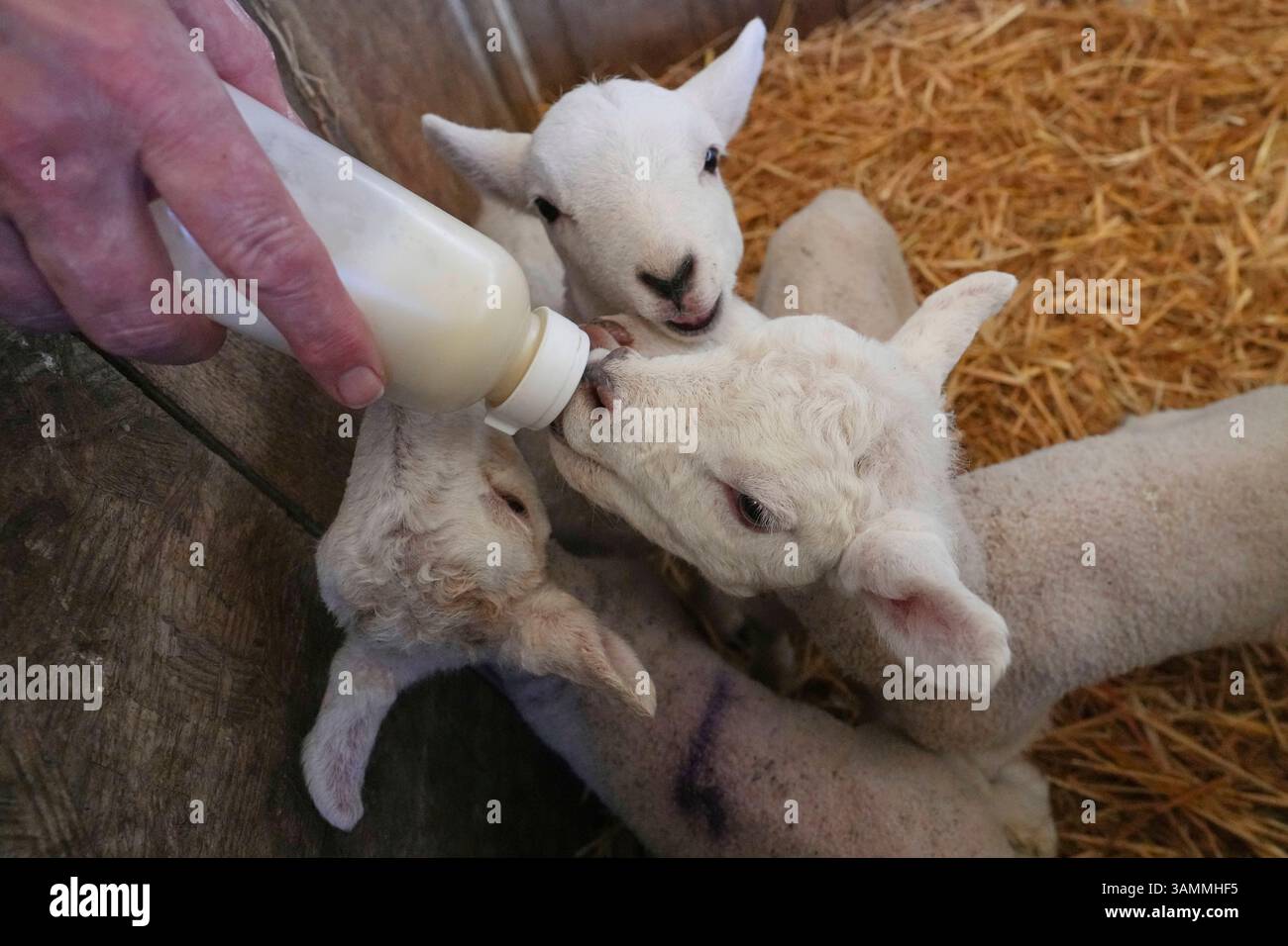 Sheep farmer Barbara Seamark bottle feeds a lamb at her farm near ...