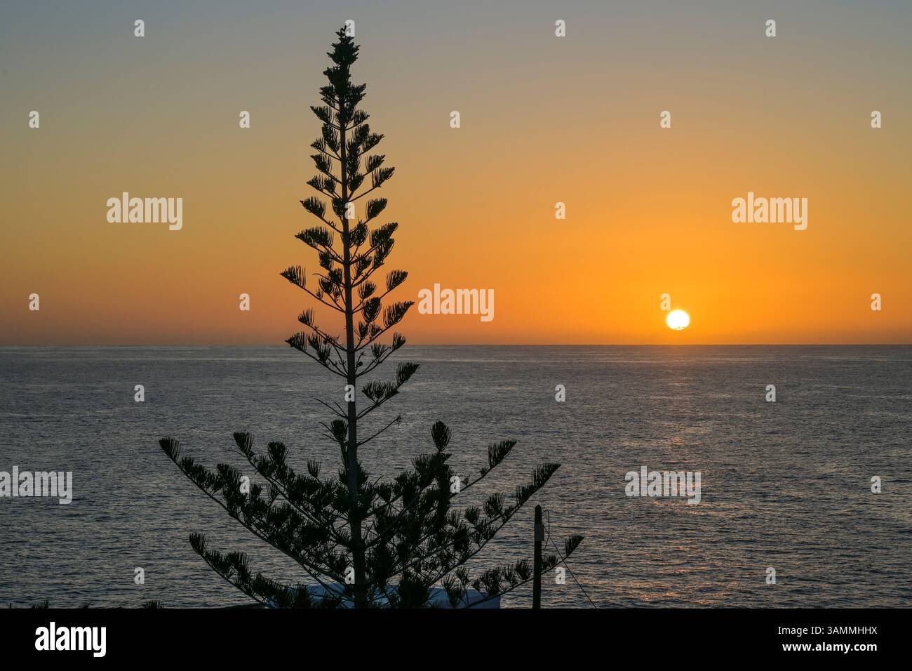 Norfolktanne (Araucaria araucana), Dämmerung, Sonnenaufgang, Atlantik ...