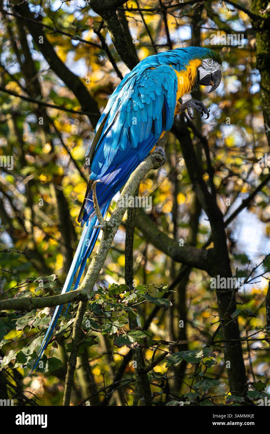 The Blue-and-yellow Macaw, Ara ararauna also known as the blue-and-gold macaw, is a large South ...