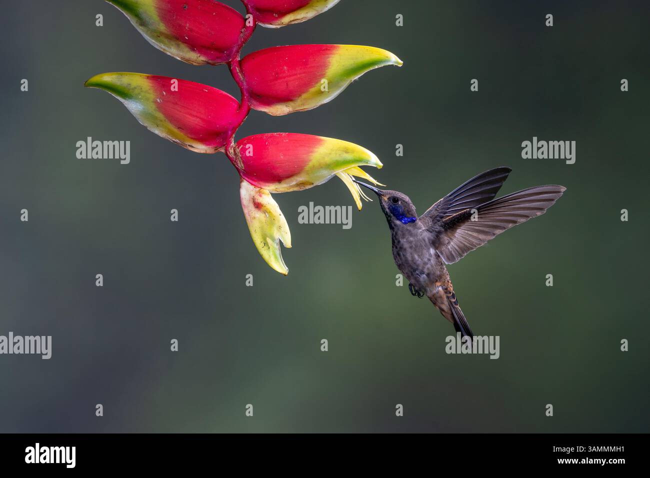 A Brown Violetear hummingbird, Colibri delphinae, feeding on a Lobster ...