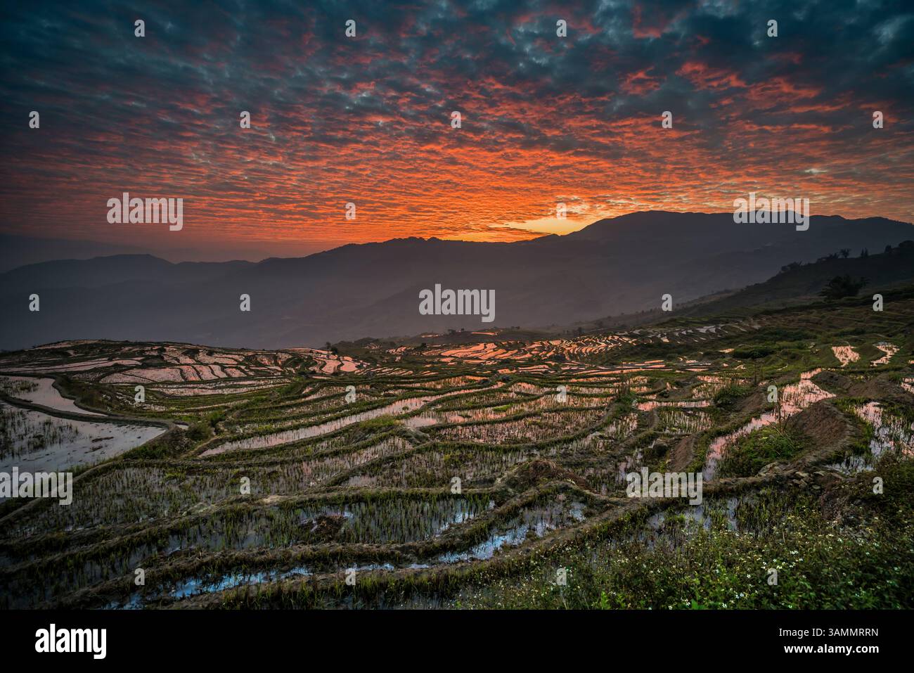 Aerial view of Honghe Hani Rice Terraces on the hills at sunset in ...