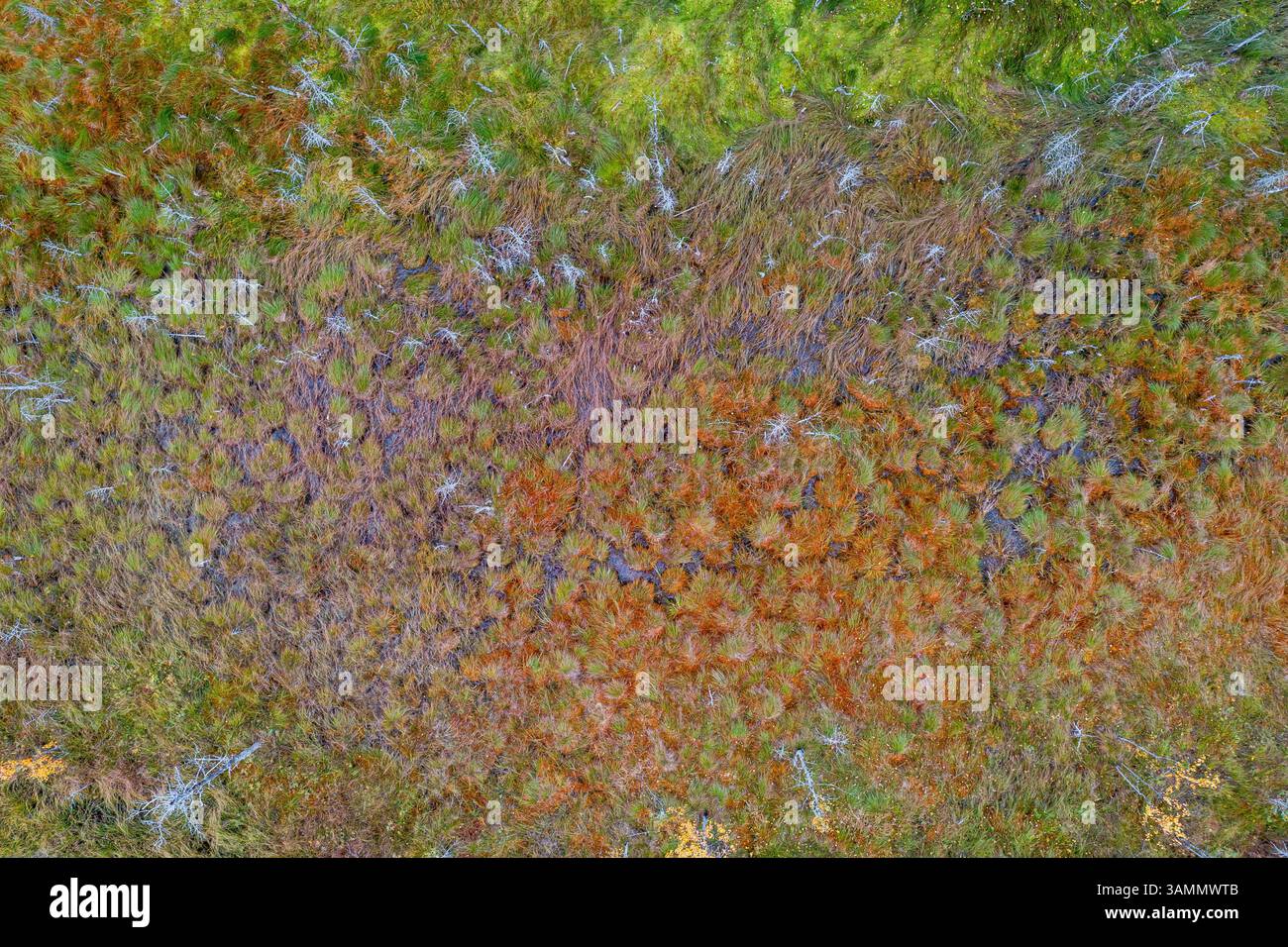 Aerial view of Ozero Berestovoye lake, Petrovskoe, Karelia, Russia ...