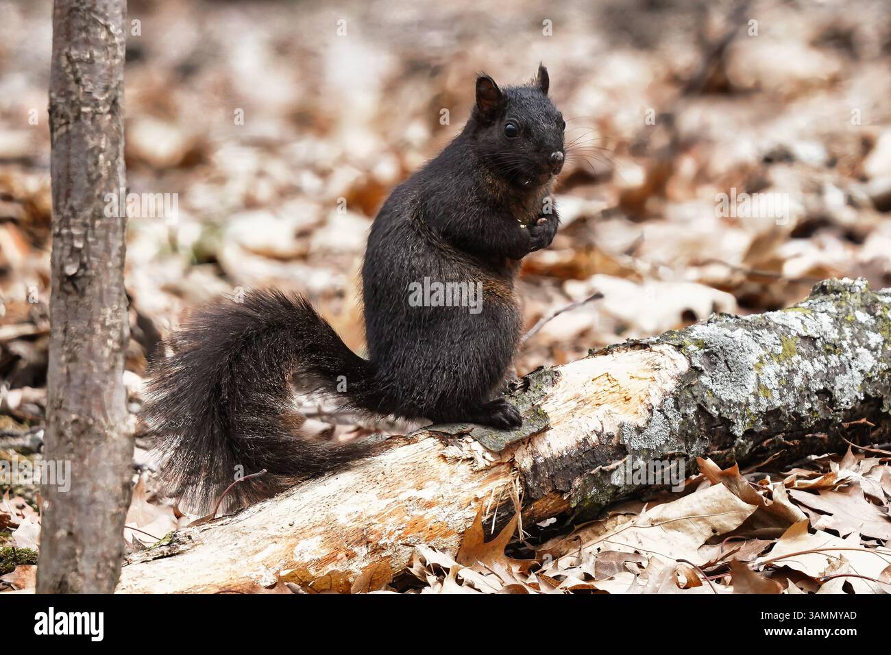Rodent in habitat hi-res stock photography and images - Alamy