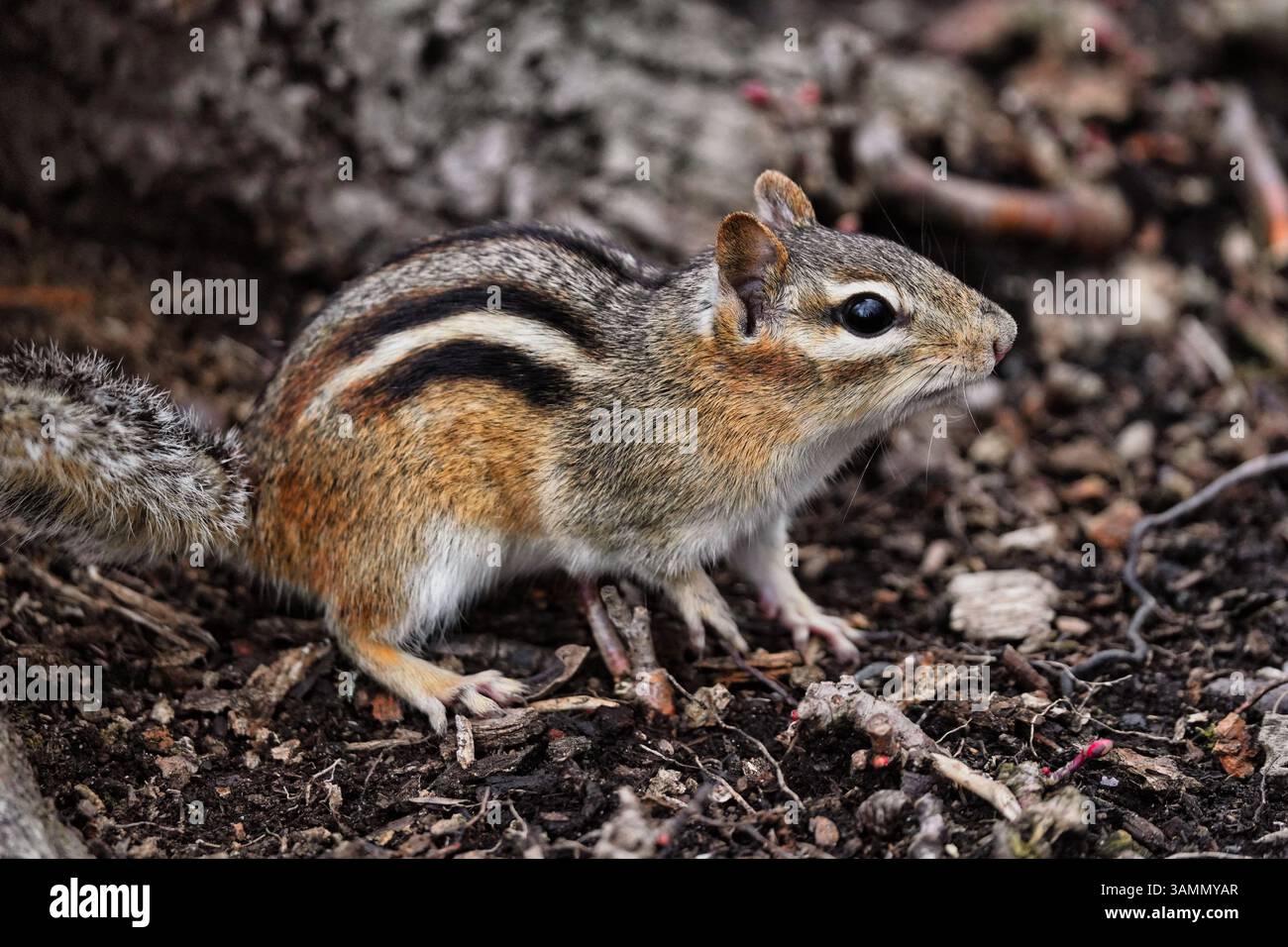Small chipmunk in it's habitat Stock Photo - Alamy