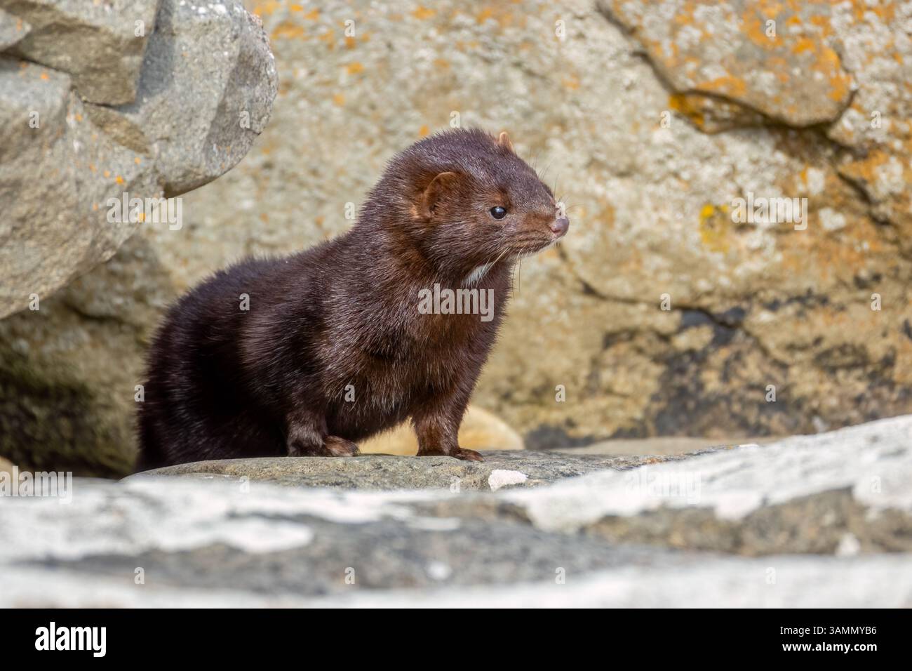 Close up of an American mink, a non native species in the UK, amongst ...