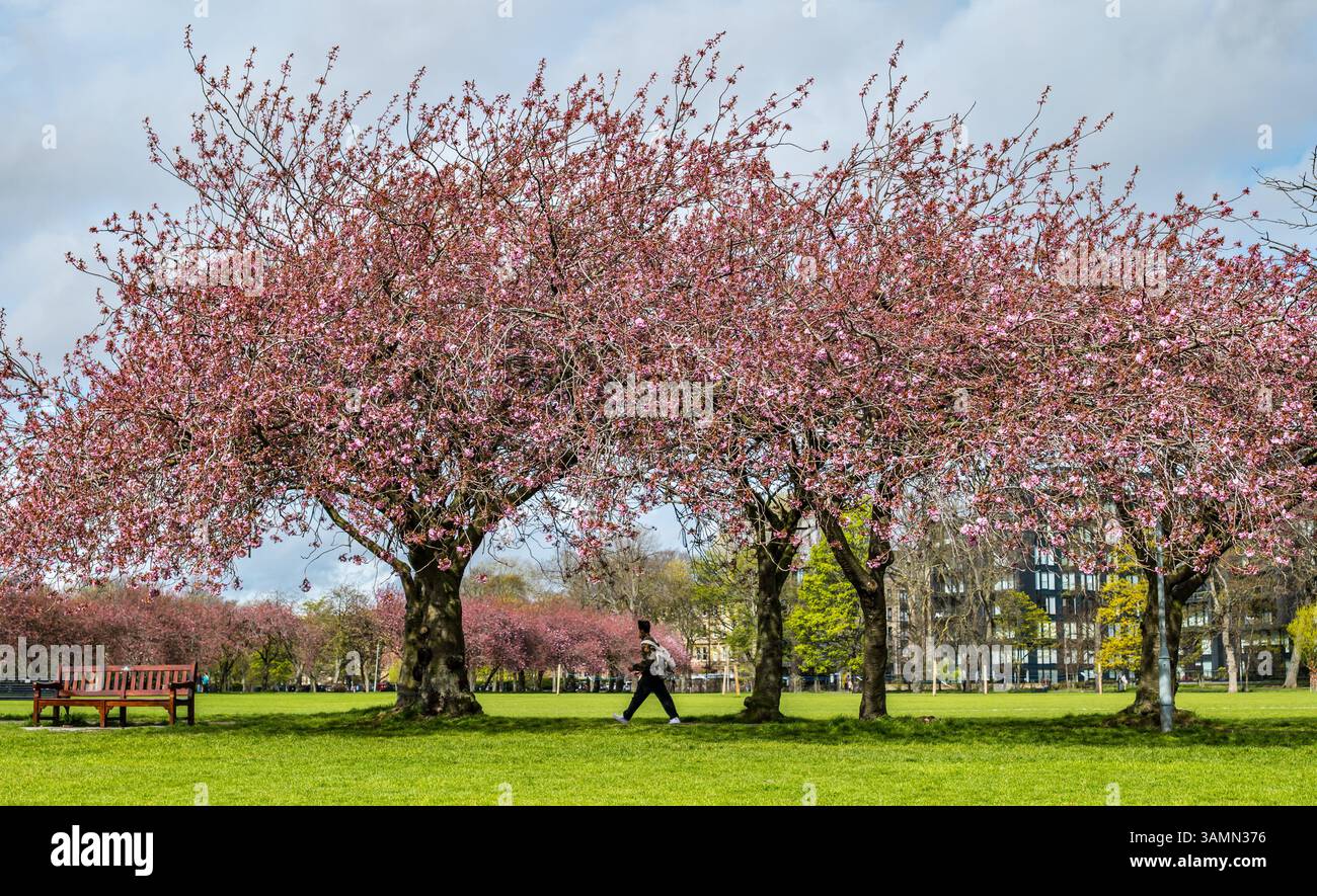 The Meadows, Edinburgh, Scotland, UK, 14th April 2025. UK Weather: Sunshine on cherry trees. A ...