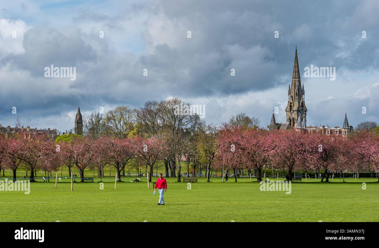The Meadows, Edinburgh, Scotland, UK, 14th April 2025. UK Weather: Sunshine on cherry trees. A ...