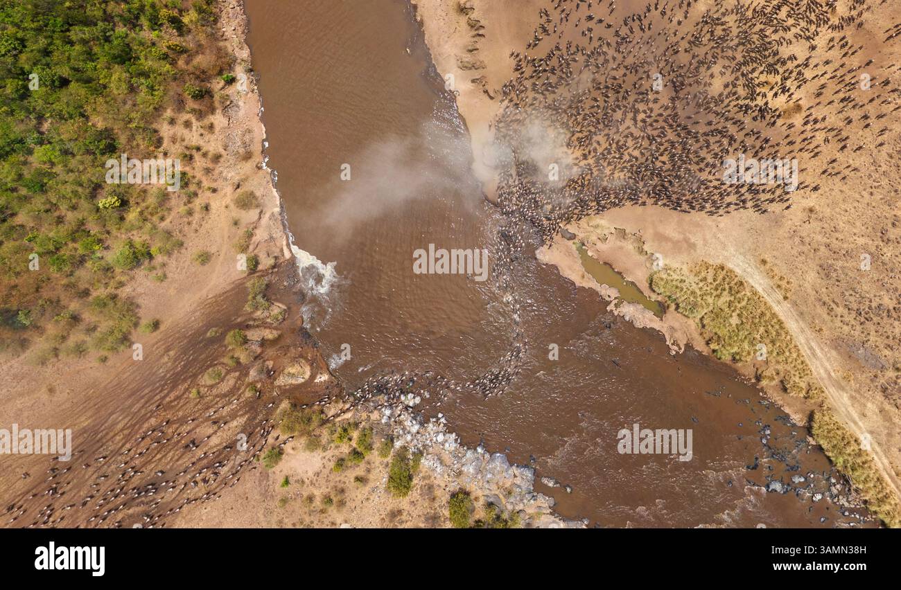 Aerial panoramic view of Buffalos crossing the river in Maasai Mara ...
