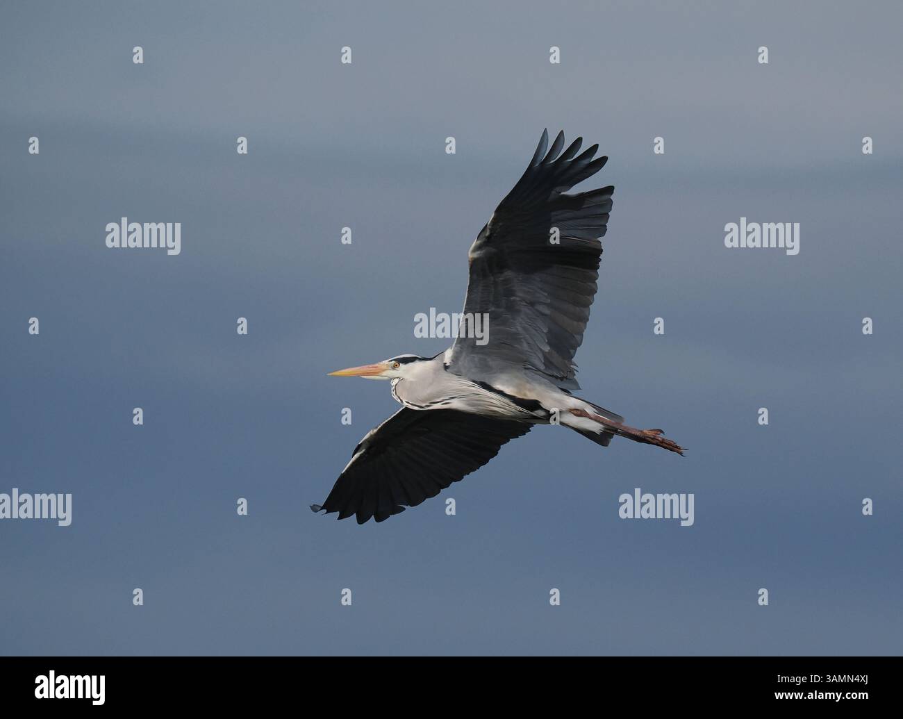 Herons are very obvious in flight with broad wings, deep beats, and a ...