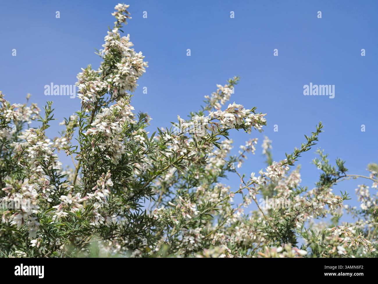 Blüte, Sprossender Zwergginster Chamaecytisus proliferus, Teneriffa ...