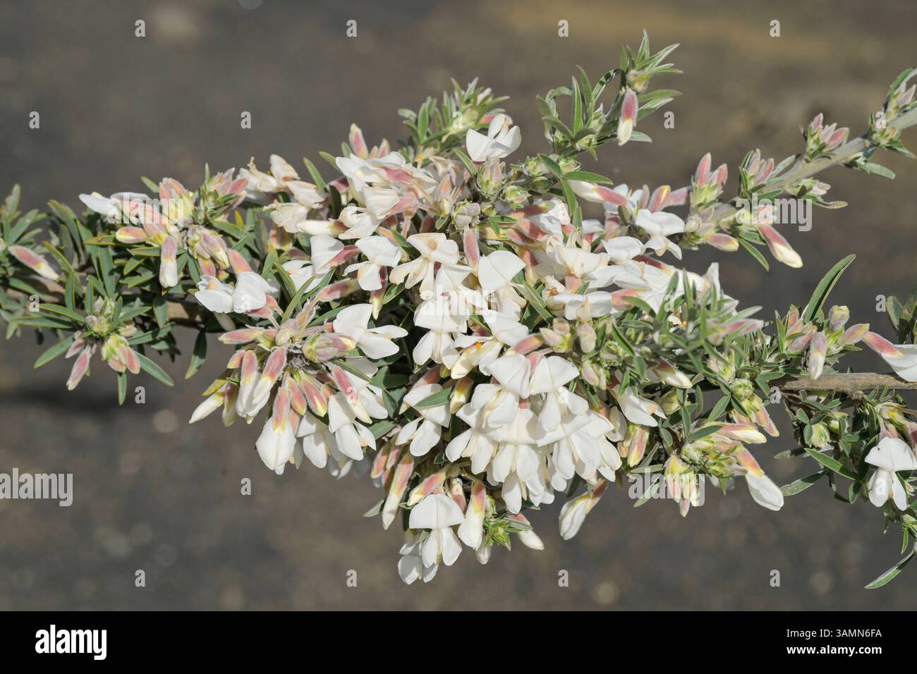 Blüte, Sprossender Zwergginster Chamaecytisus proliferus, Teneriffa ...