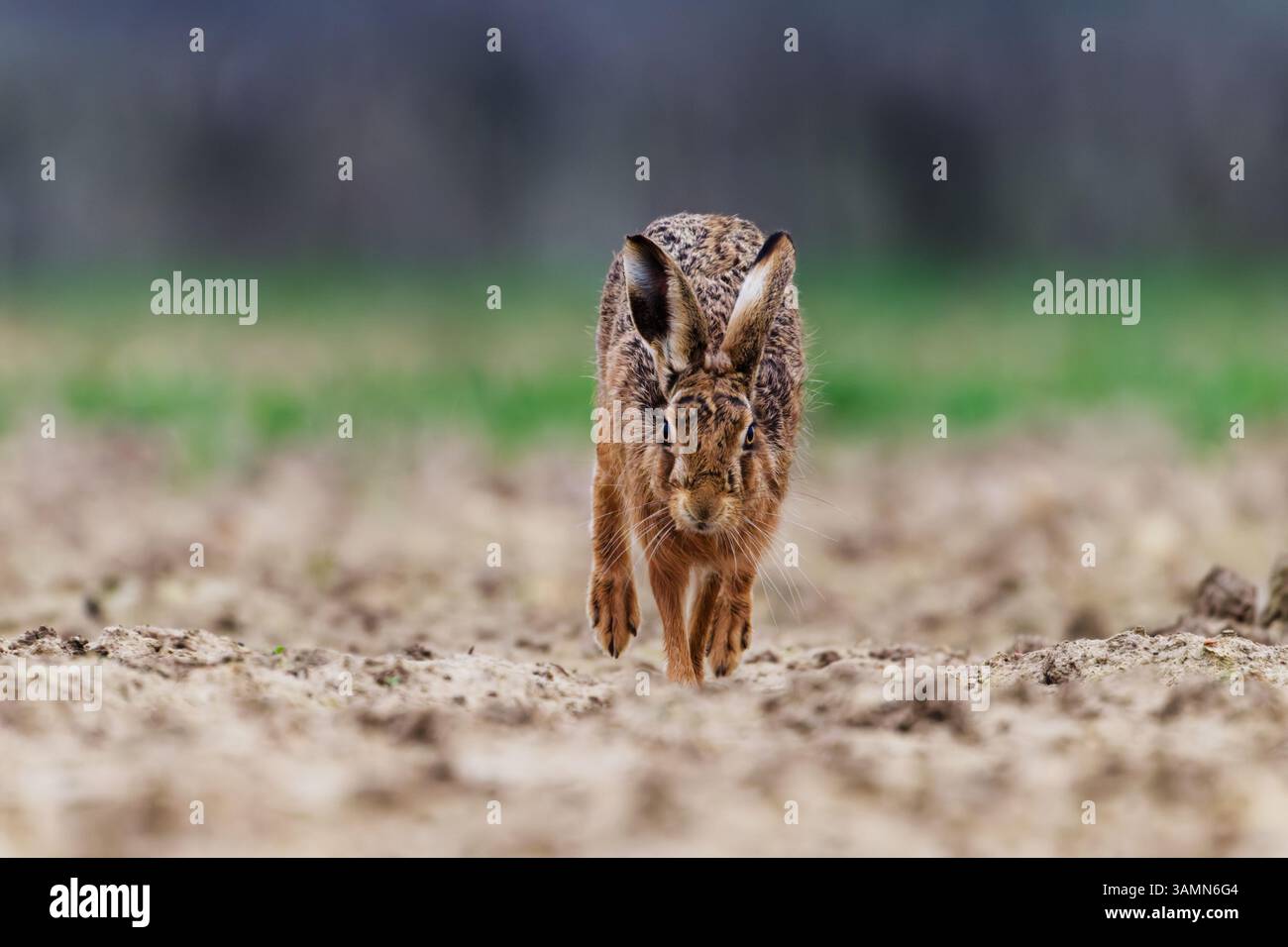 Brown Hare Close Up running towards Camera Stock Photo - Alamy