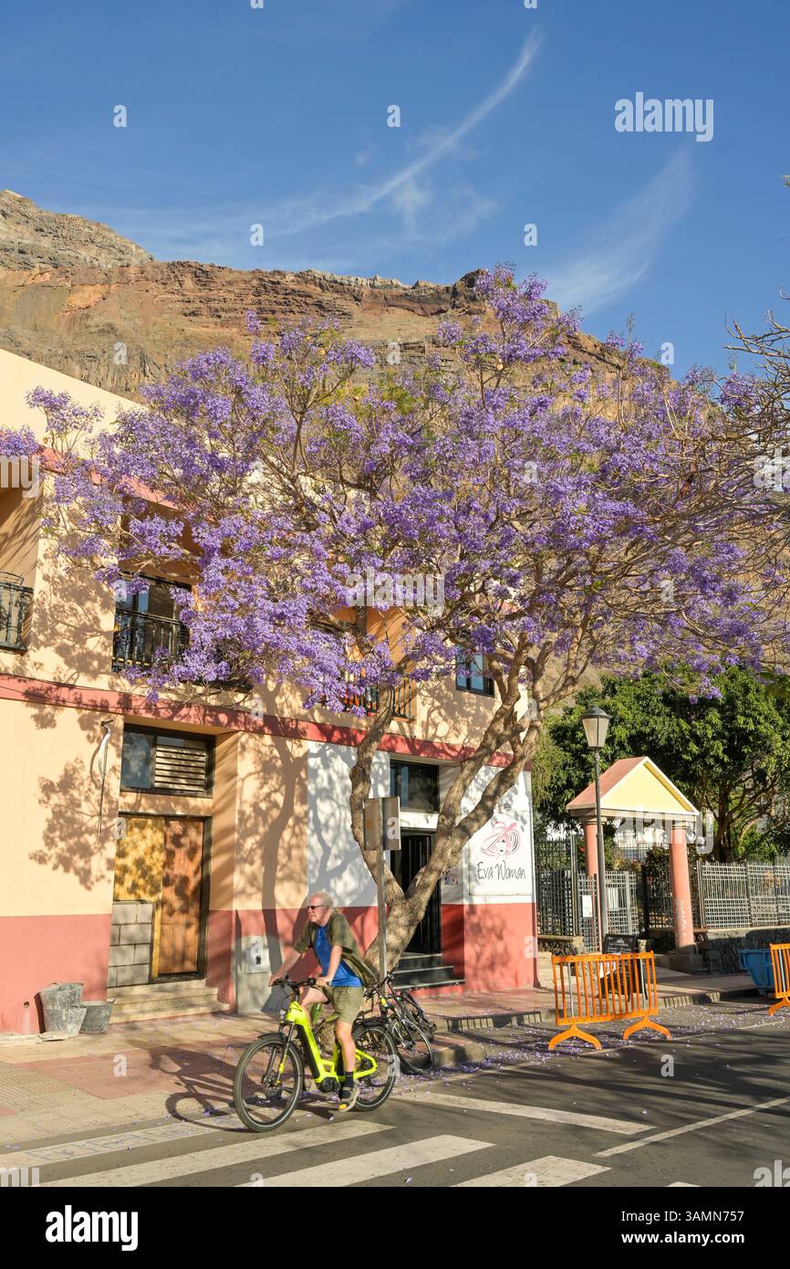 Blühender Palisanderholzbaum Jacaranda mimosifolia, Valle Gran Rey, La ...