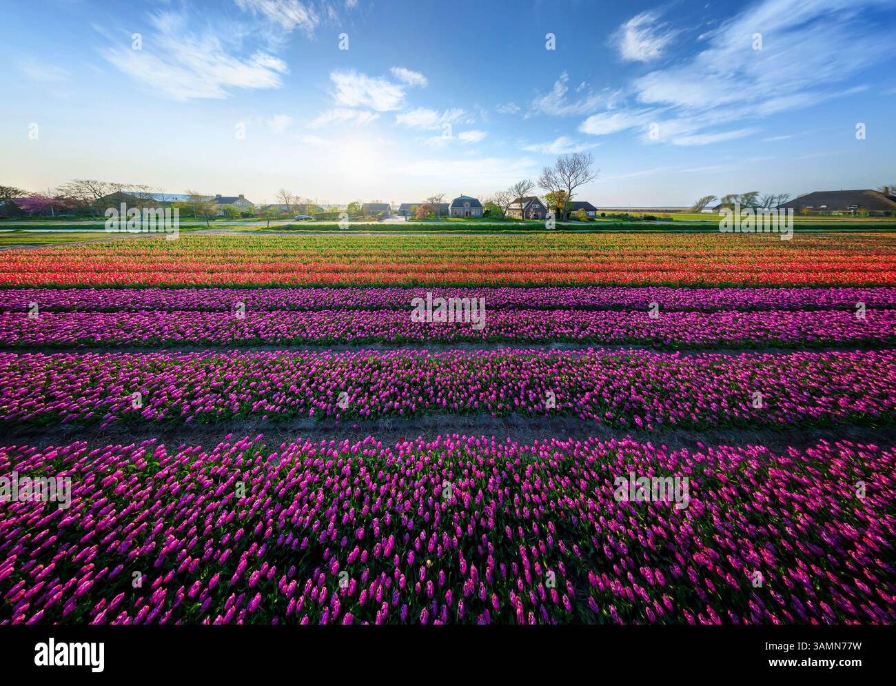 Panoramic aerial view of a colourful tulips field, The Netherlands ...