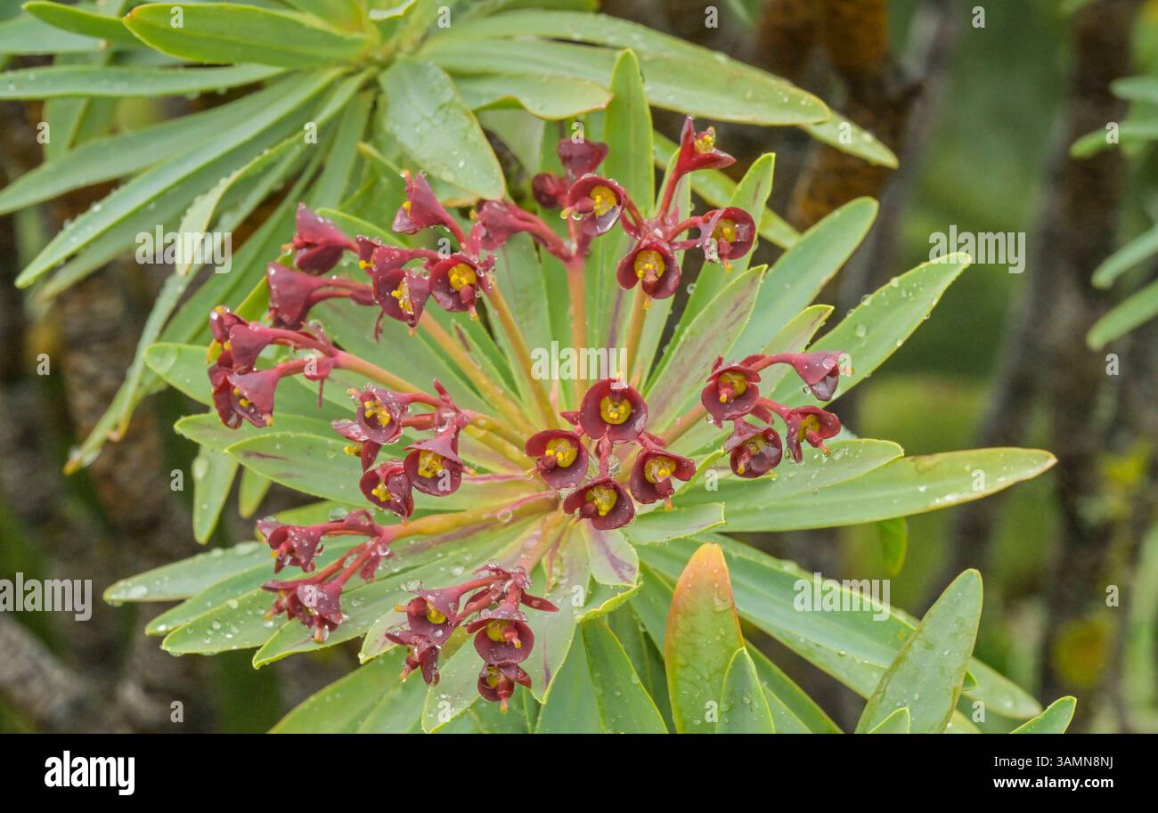 Blüte, Dunkelpurpurroter Wolfsmilch Euphorbia atropurpurea, Teneriffa ...