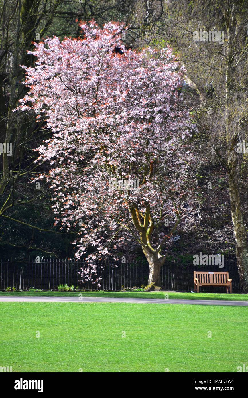 Memorial Bench under cherry tree in blossom Stock Photo - Alamy