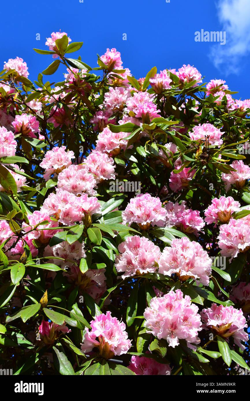 Rhododendron hymenanthes hi-res stock photography and images - Alamy