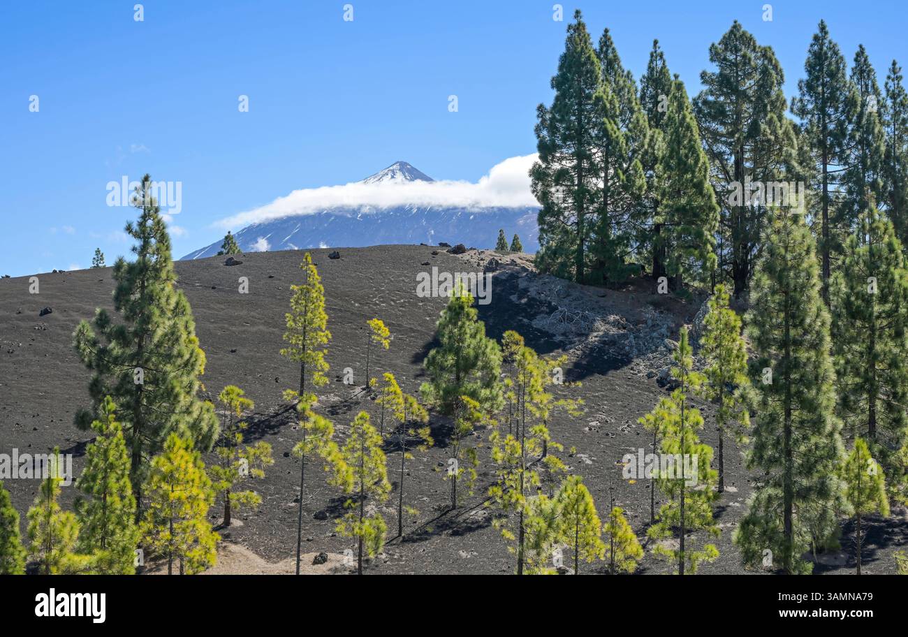 Naturschutzgebiet am Vulkan Chinyero, hinten der Pico del Teide ...
